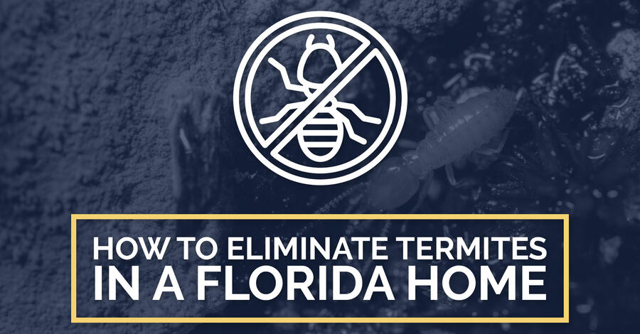 How To Get Rid Of Termites In A Florida Home | 5 Methods